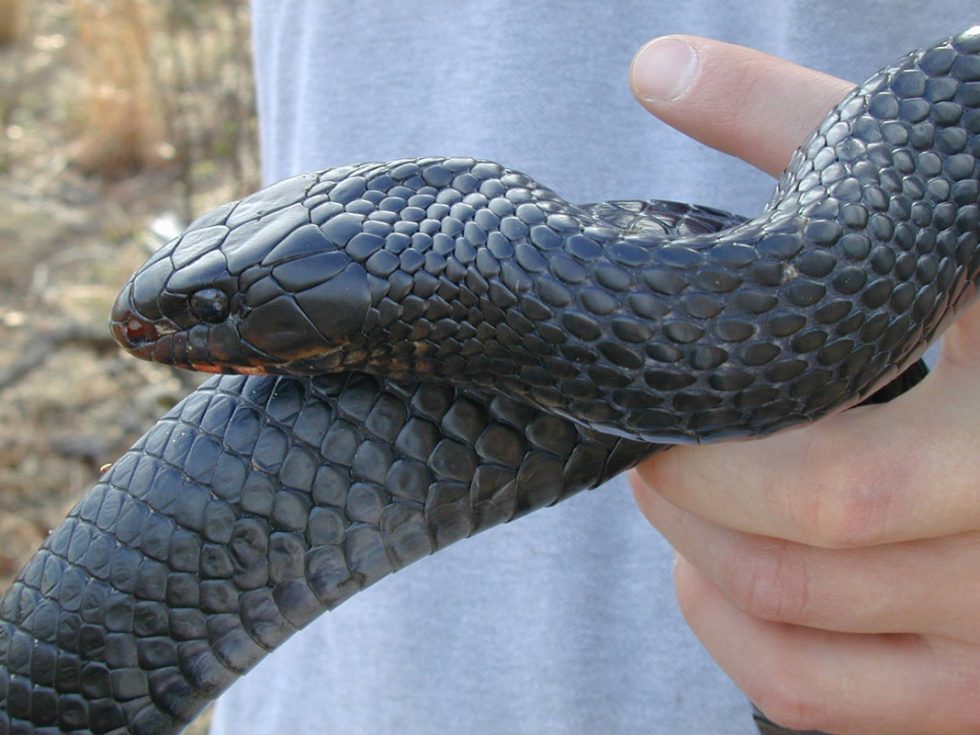 Eastern Indigo Snake | Welaka Eagle Cam